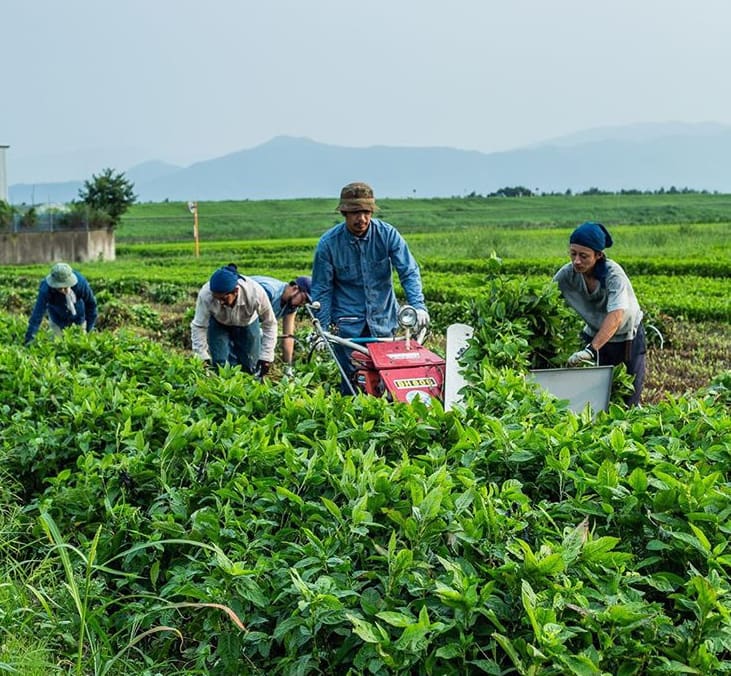 INDIGO DYE | ORIGINS | BLUE DENIM | INDIGOWARES | BLOG