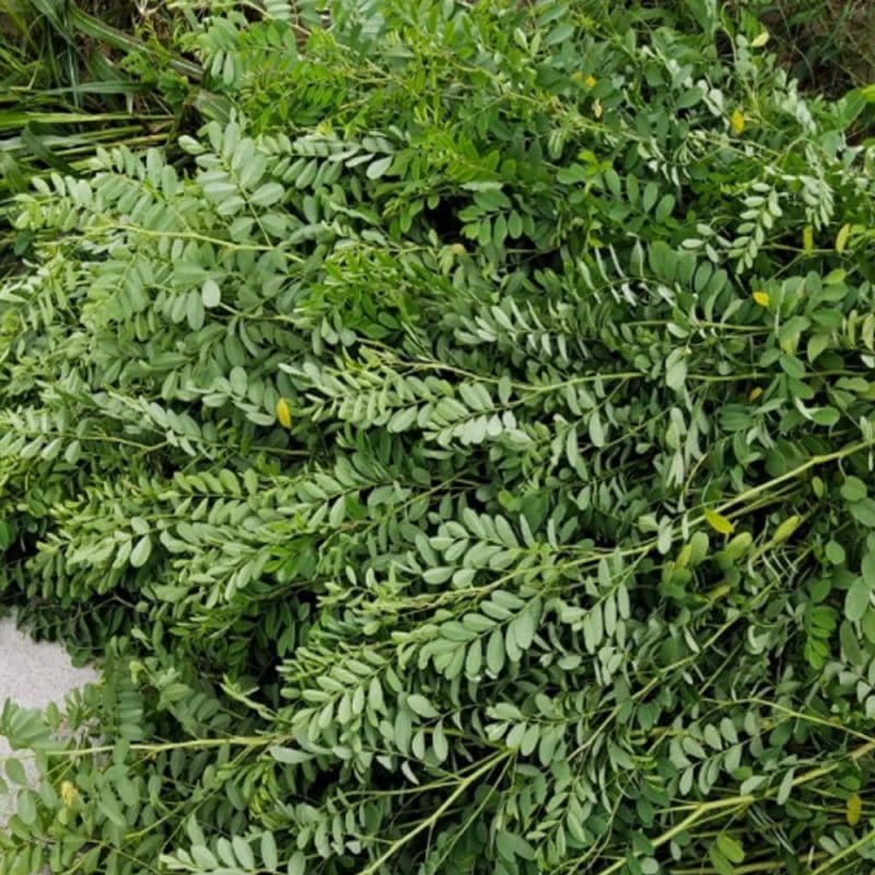 ORGANIC INDIGO DYE | INDIGO CAKE | INDIGOWARES