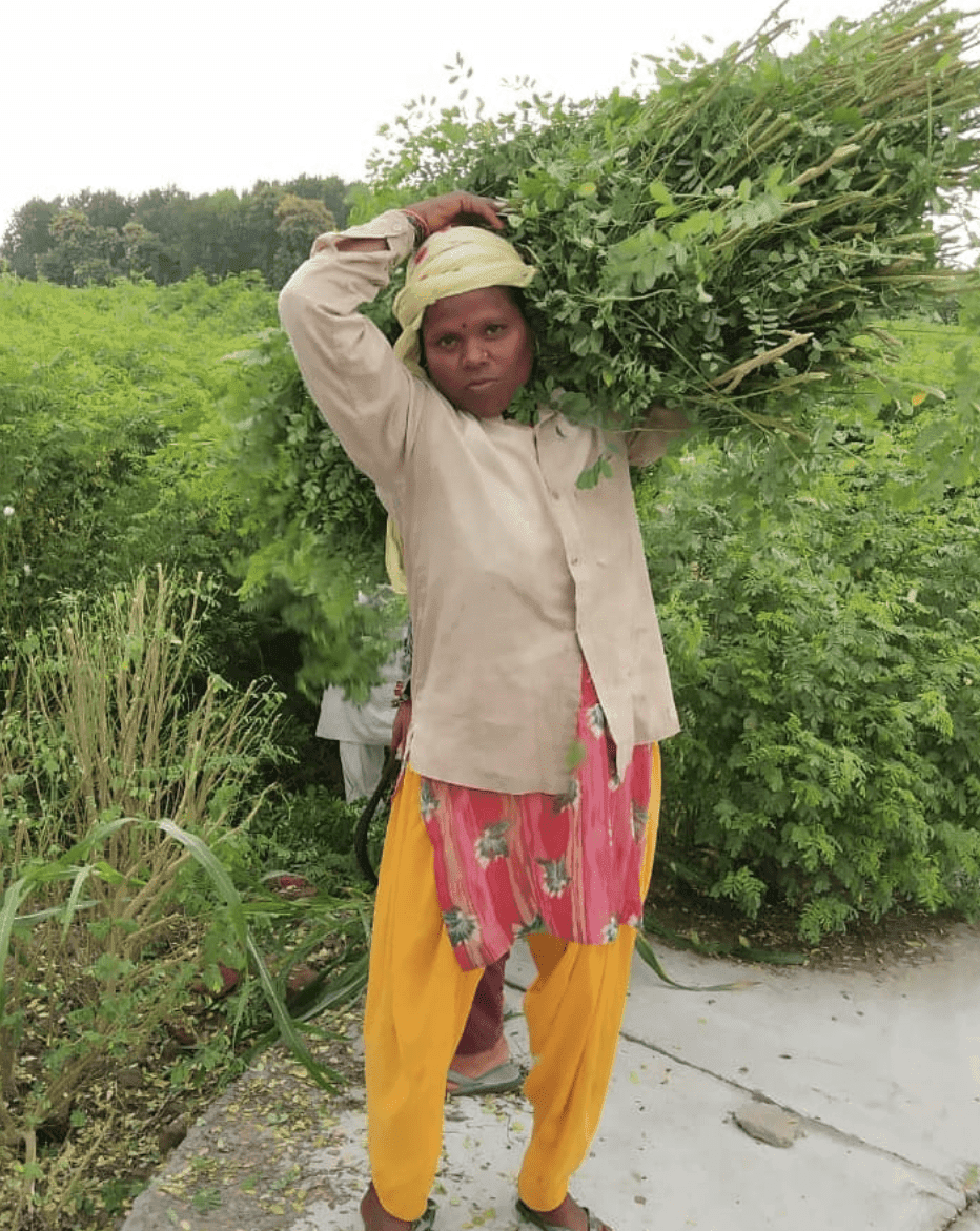 NATURAL INDIGO | INDIGO HARVEST | INDIGOWARES