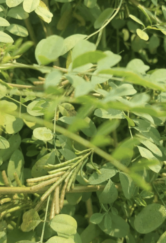 NATURAL INDIGO | INDIGO HARVEST | INDIGOWARES
