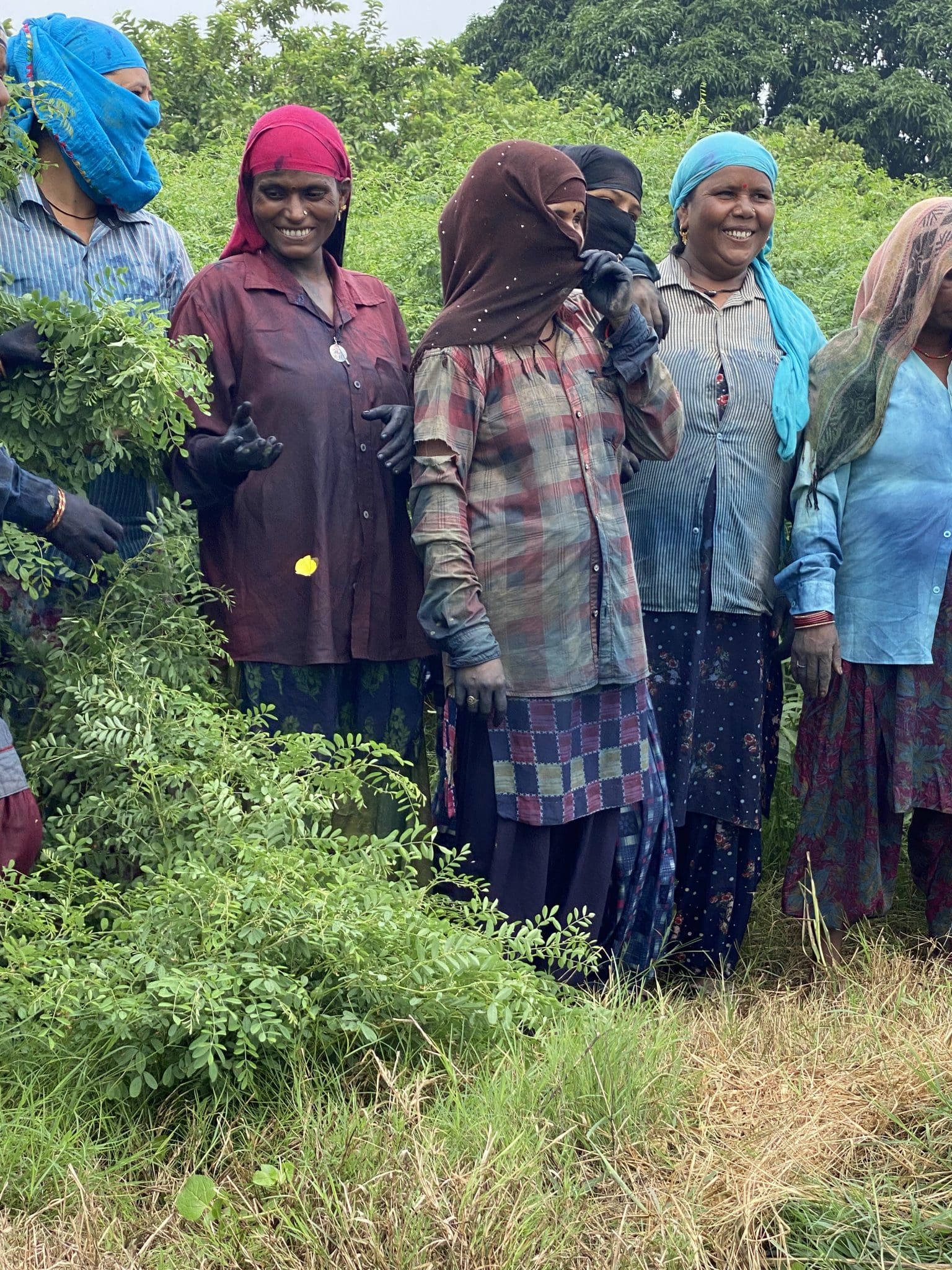 NATURAL INDIGO | INDIGO HARVEST | INDIGOWARES
